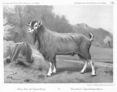 Toggenburg Goat - Breed Profile - Goat Journal